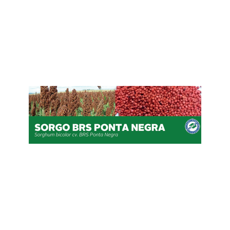 SORGO BRS PONTA NEGRA - Sorghum bicolor cv. BRS Ponta Negra - JPA Agro